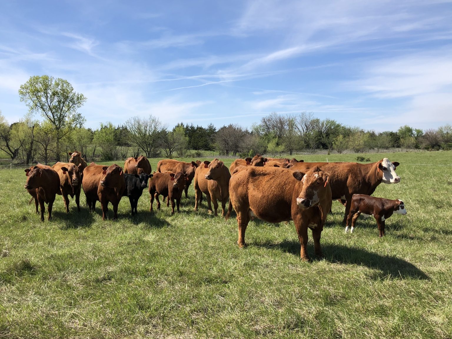 South Poll Cattle - M.A.D. Farms - Making A Difference!